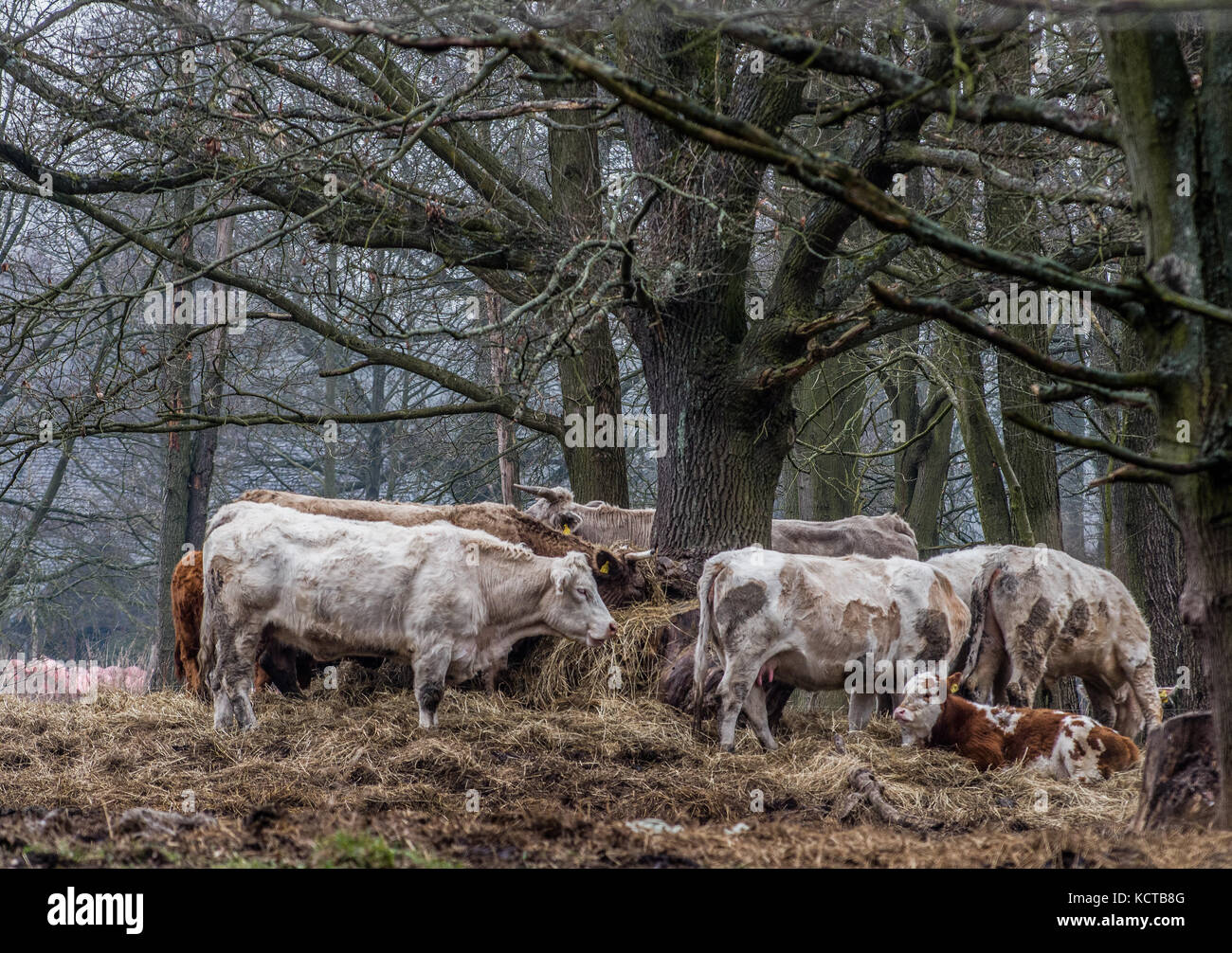 Cattle breeding and cattle hi-res stock photography and images - Alamy
