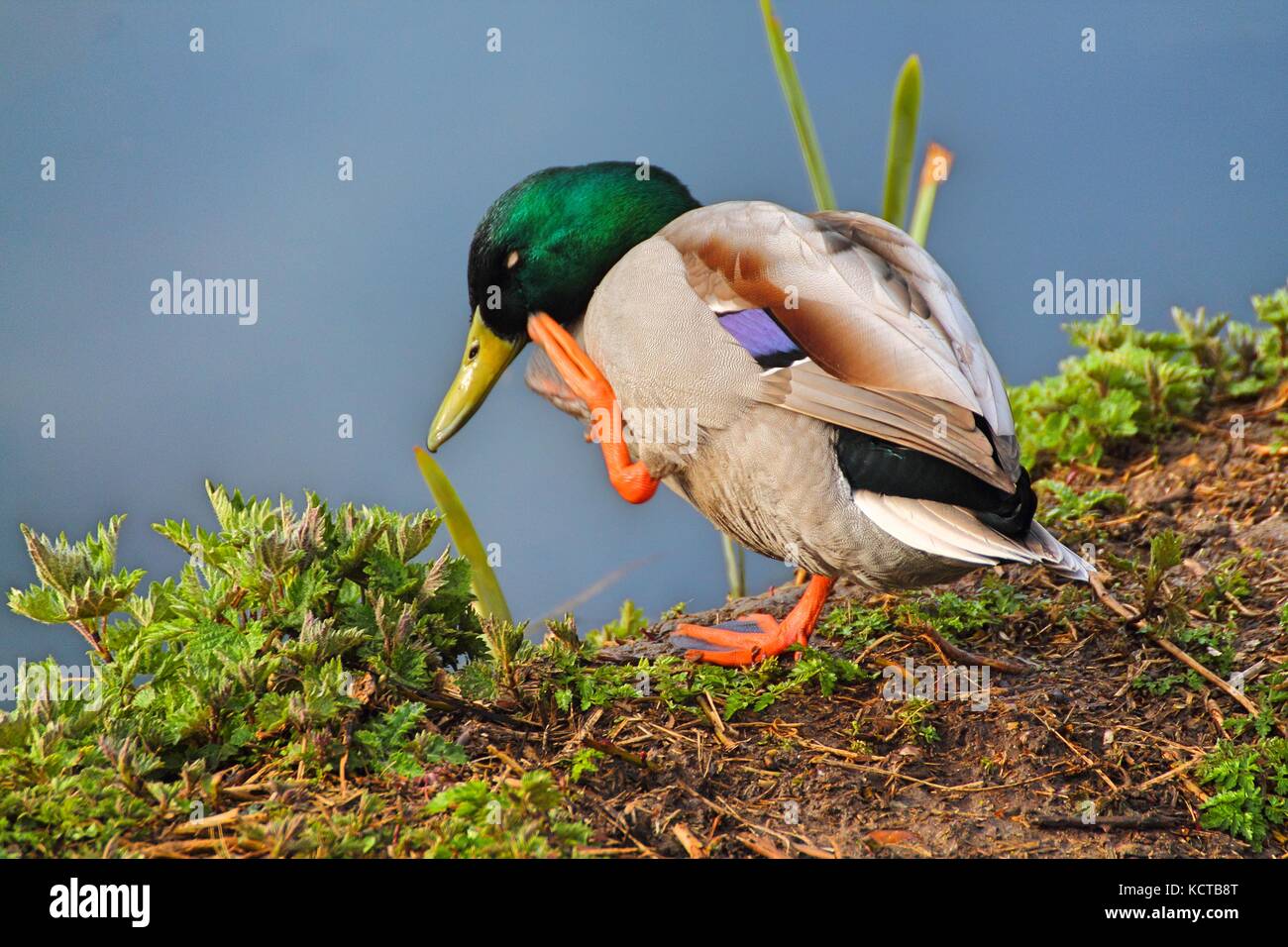 Duck itch hi-res stock photography and images - Alamy