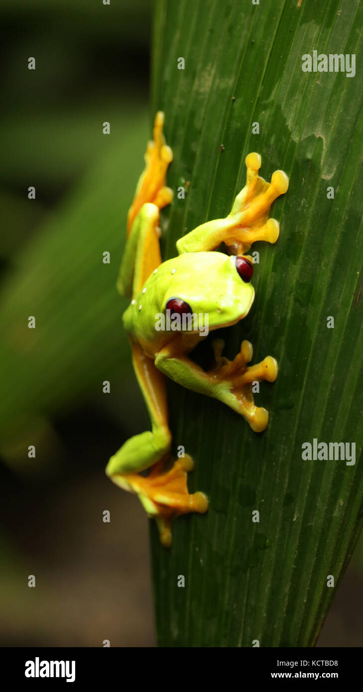 Gliding Leaf Frog in Costa Rica Stock Photo - Alamy