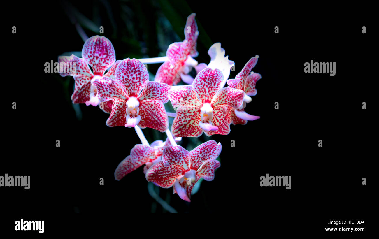 Beautiful, unique orchid flowers Stock Photo - Alamy