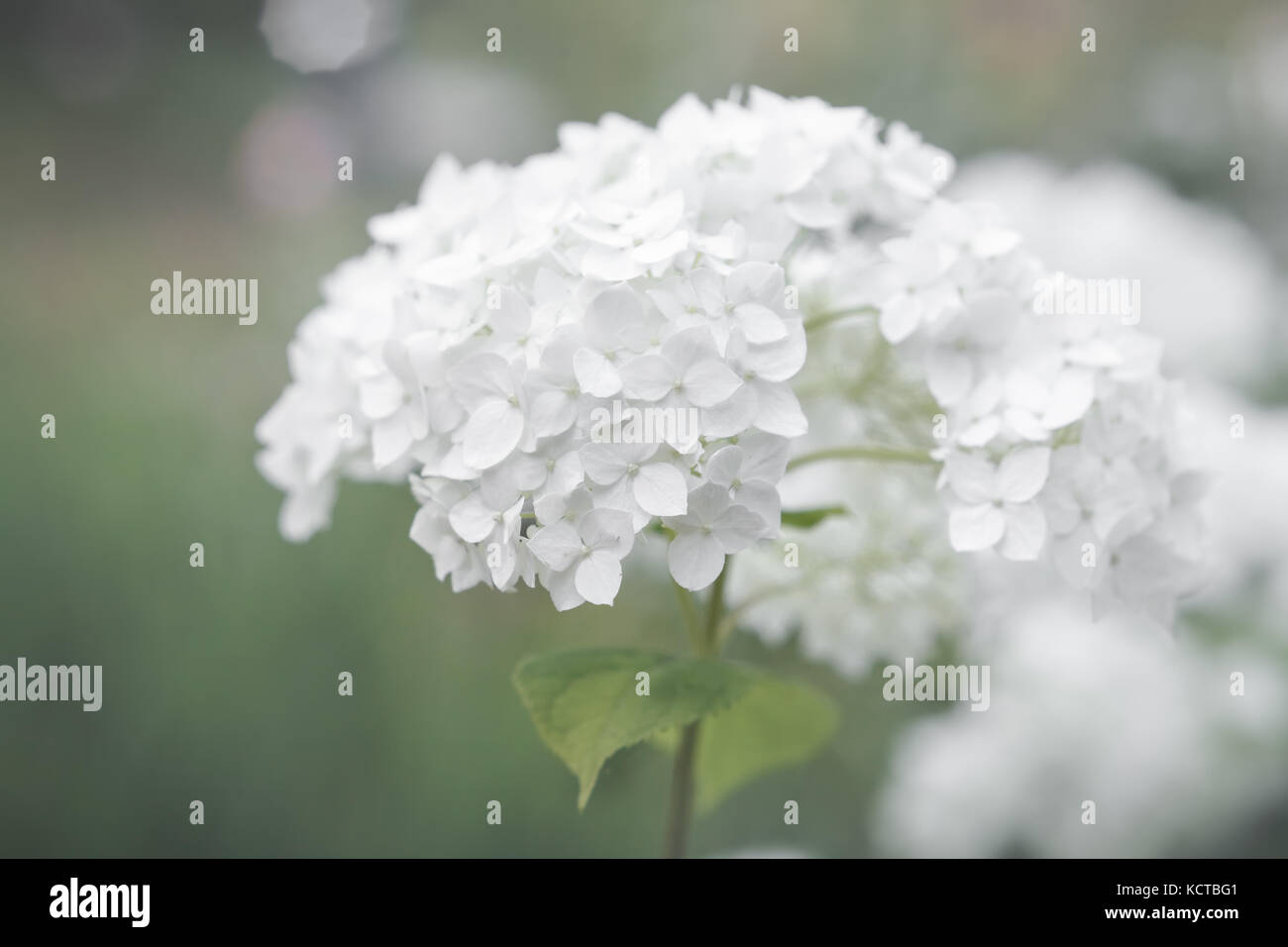 White inflorescence of Smooth Hydrangea (Hydrangea arborescens Stock ...