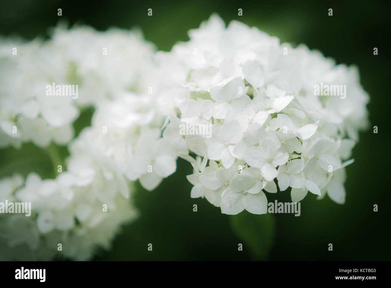 White inflorescence of Smooth Hydrangea (Hydrangea arborescens Stock ...