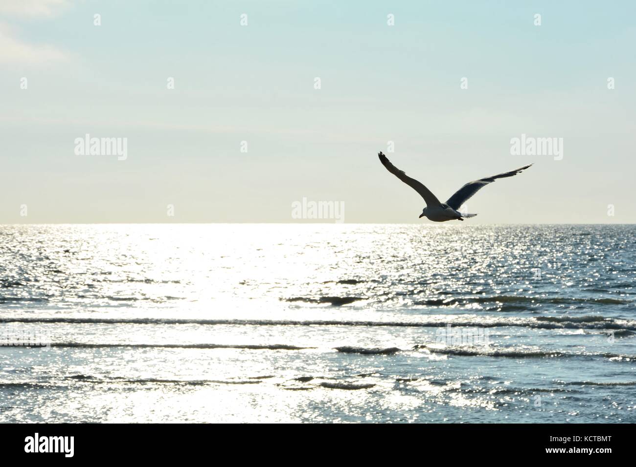 Deep sea bird hi-res stock photography and images - Alamy