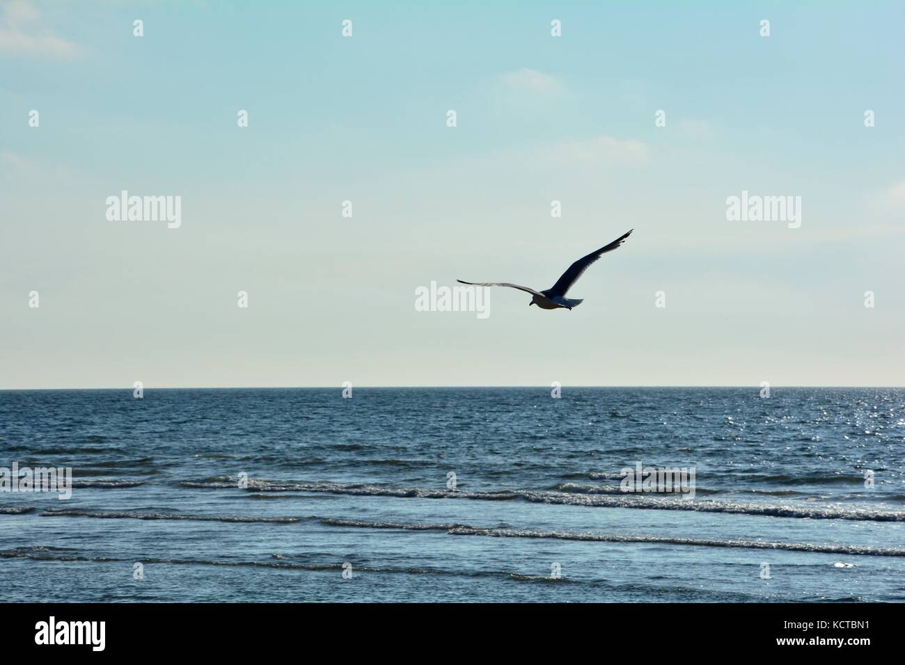 Gull with much blue sky and sea in sundown Stock Photo - Alamy