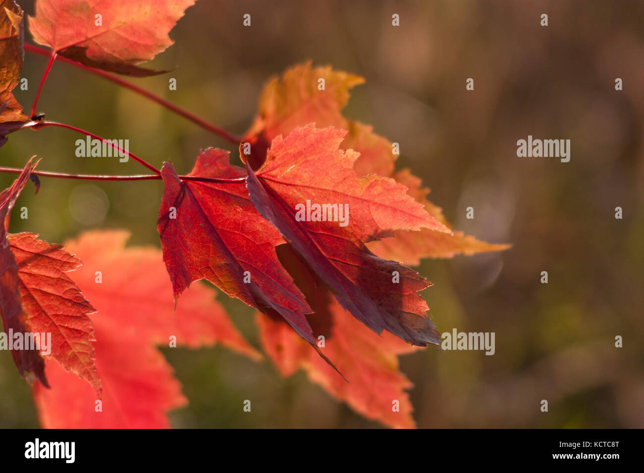 red maple leaves on a tree Stock Photo - Alamy