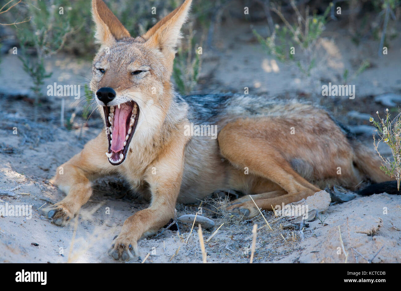 Black backed jackal teeth hi-res stock photography and images - Alamy