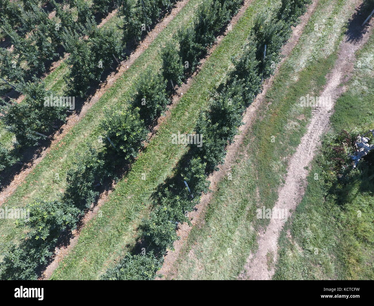 Rows of trees in the garden. Aerophotographing, top view. Landscape ...