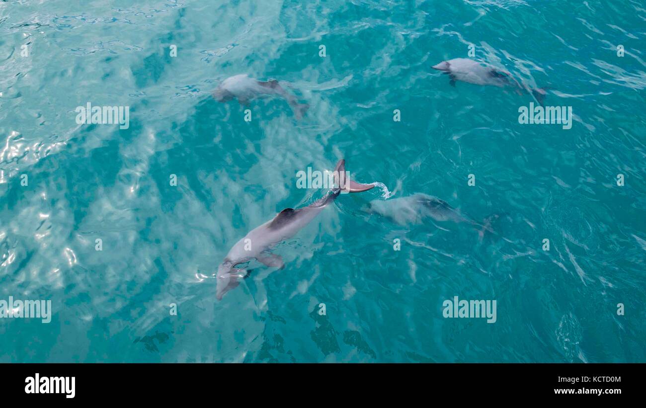 Hector Dolphins in blue ocean view from above.One of the smallest ...