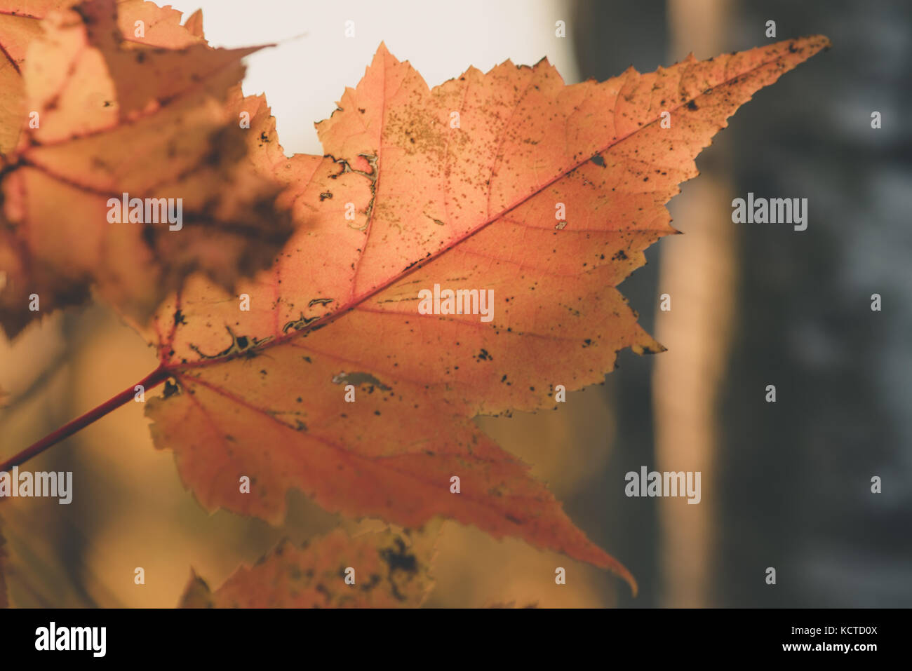 Maple Leaf at Sunset Stock Photo - Alamy