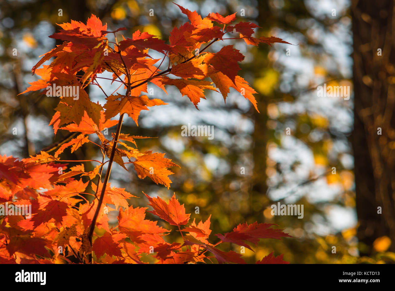 Vivid Fall Color Maple Leaves Stock Photo - Alamy