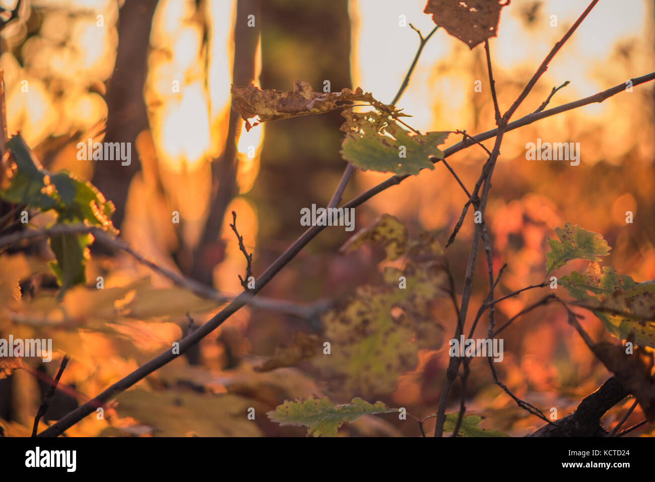 Golden Fall Sunset in Hardwood Forest Stock Photo - Alamy