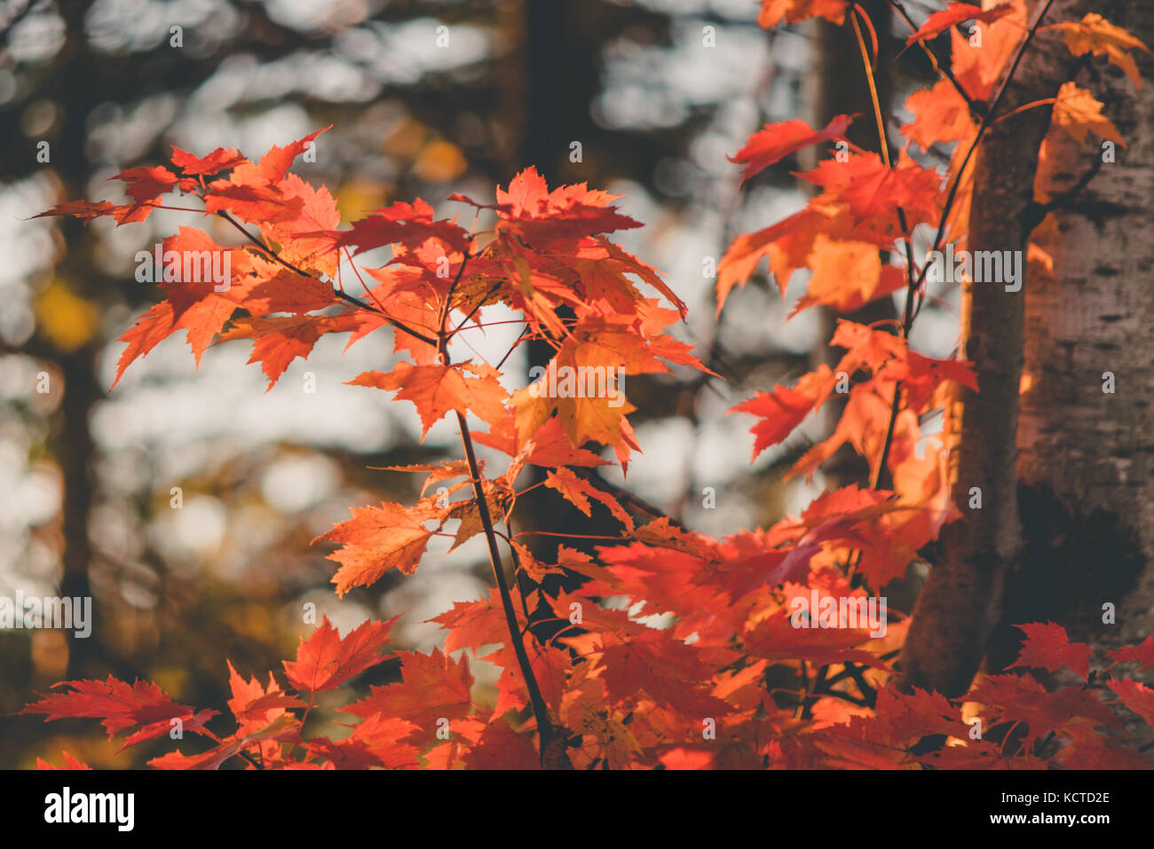 Maple Leaves at Sunset Stock Photo - Alamy
