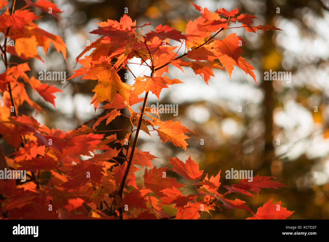 Acer red sunset hi-res stock photography and images - Alamy
