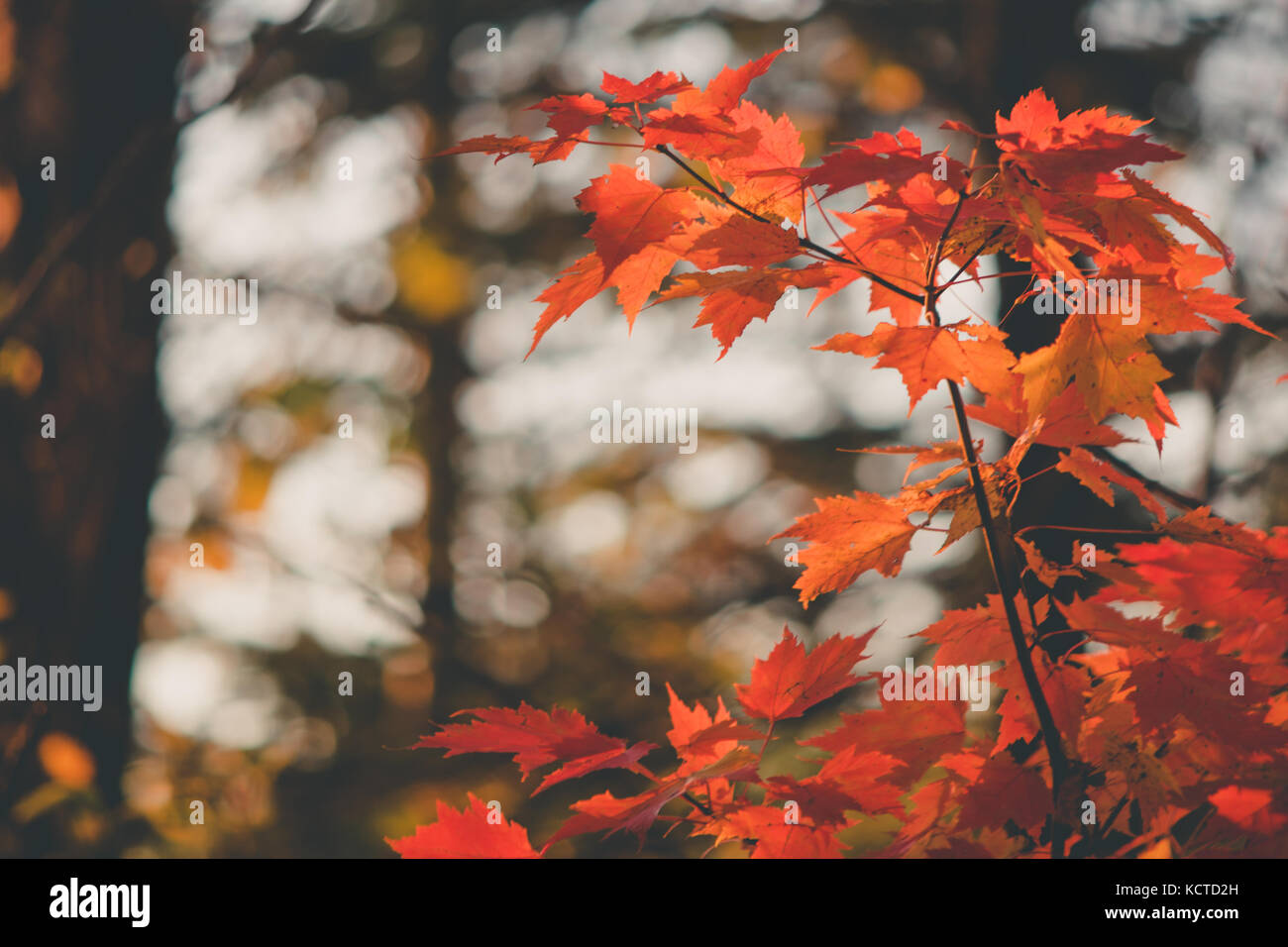 Maple Leaves with Blurred Background Stock Photo - Alamy