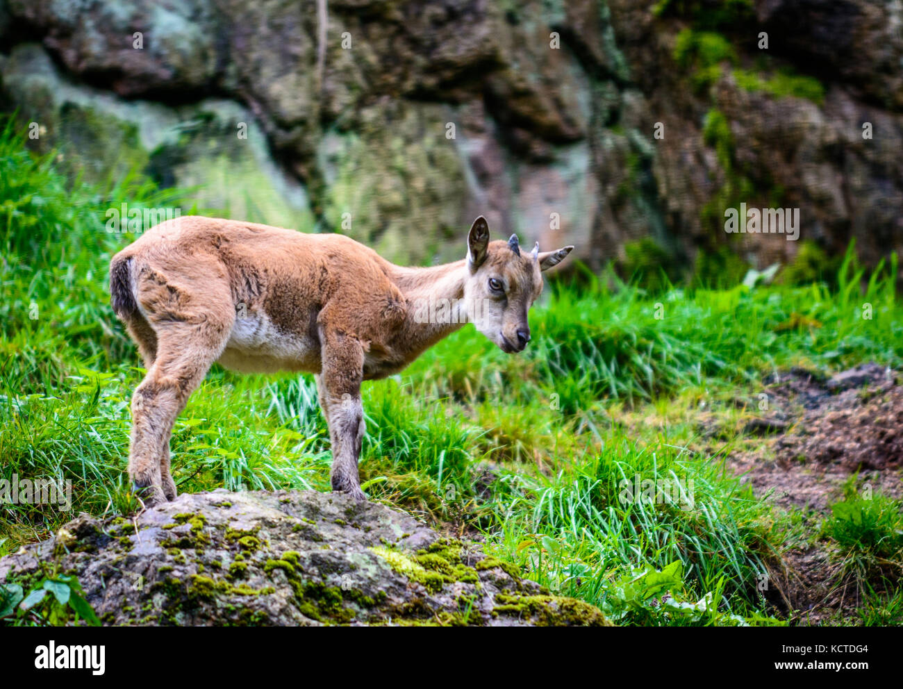 young Himalayan blue sheep (Pseudois nayaur) wild life animal Stock ...