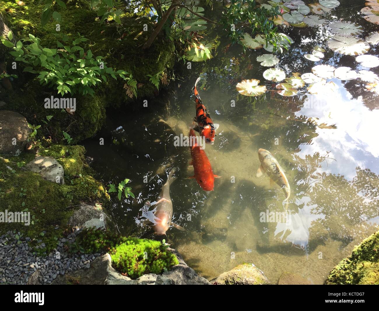 Koi pond shrine hi-res stock photography and images - Alamy
