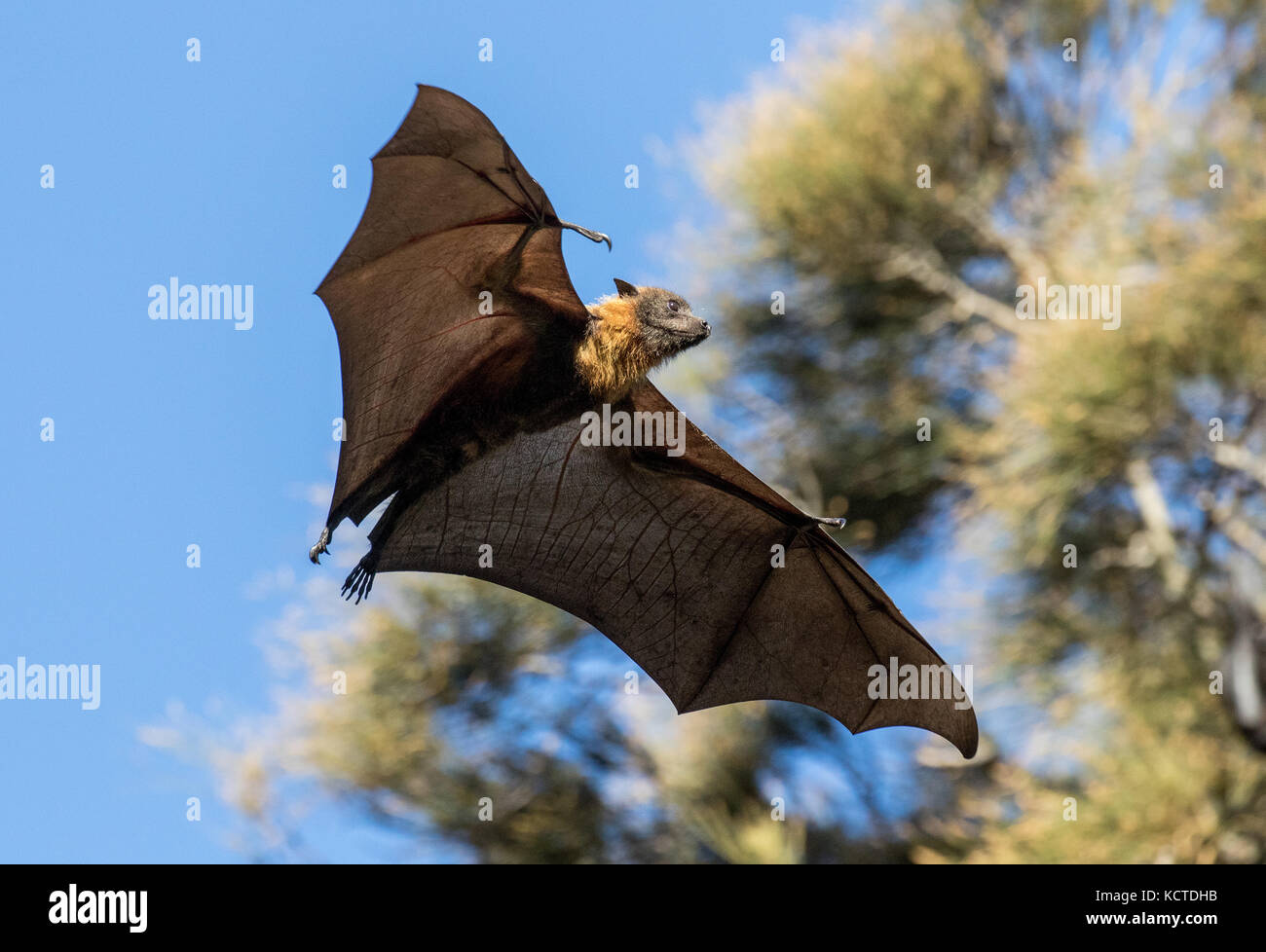 Grey-headed Flying Fox Stock Photo - Alamy
