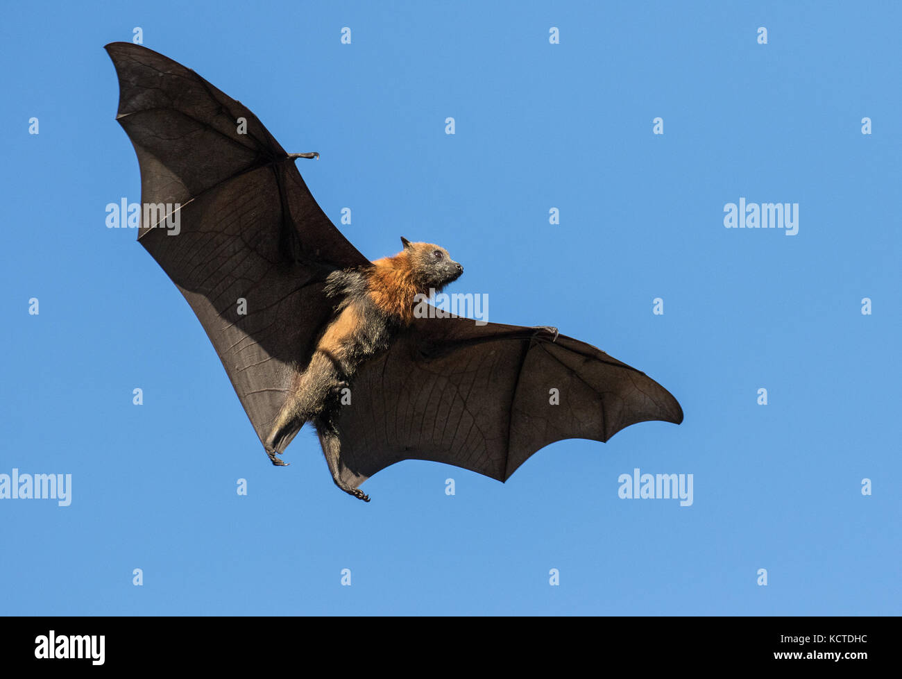 Grey-headed Flying Fox Stock Photo - Alamy