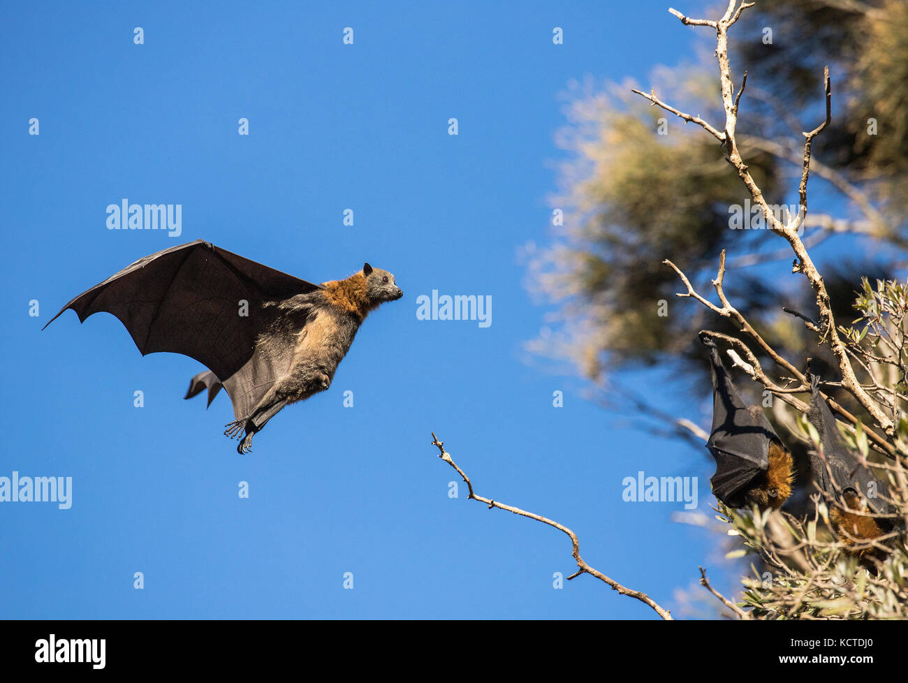 Grey-headed Flying Fox Stock Photo - Alamy