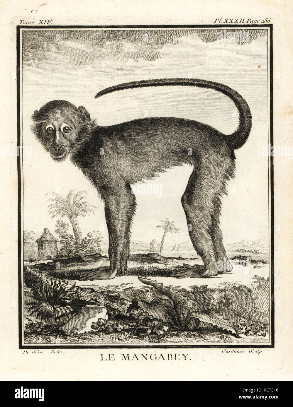 Cercocebus species mangabey or white eyelid monkey hi-res stock ...