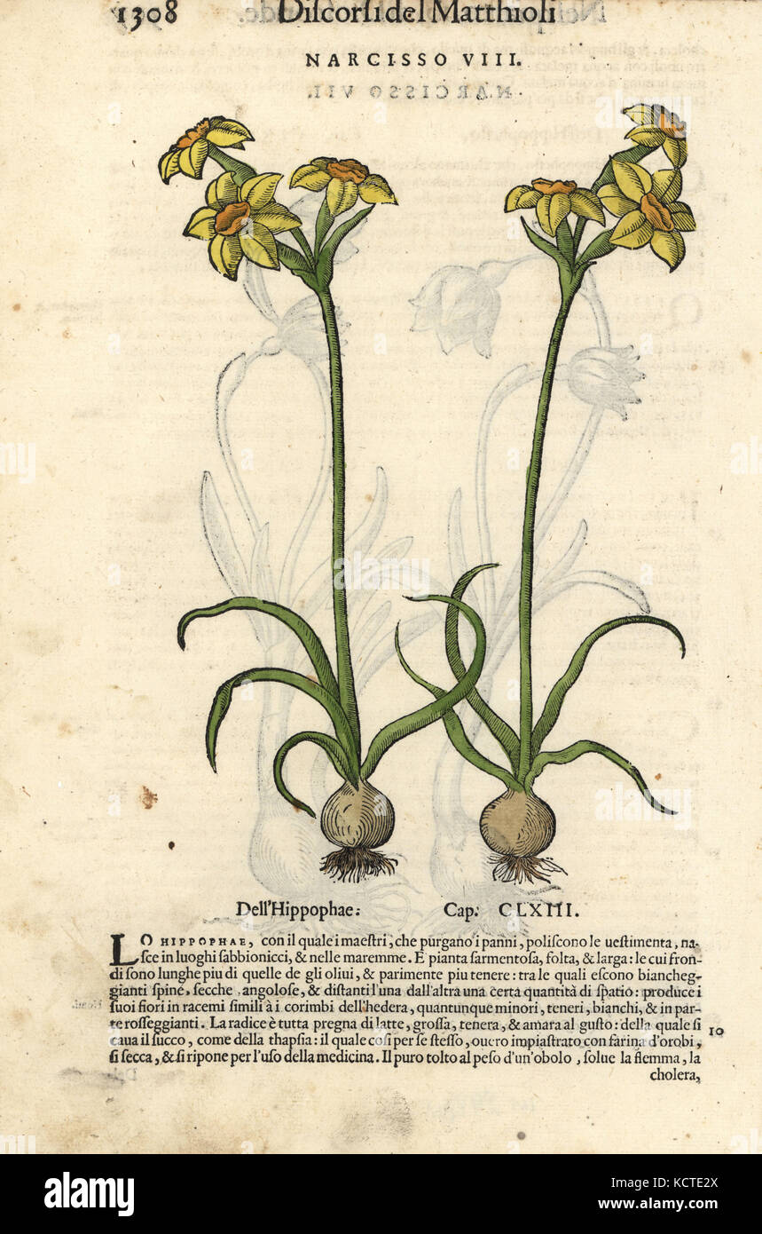Jonquil, Narcissus jonquilla (Narcisso VIII). Handcoloured woodblock ...
