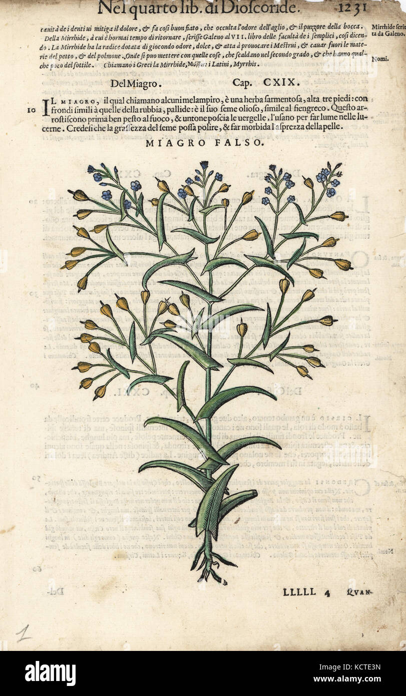 False flax oil, Camelina sativa. Handcoloured woodblock print by ...