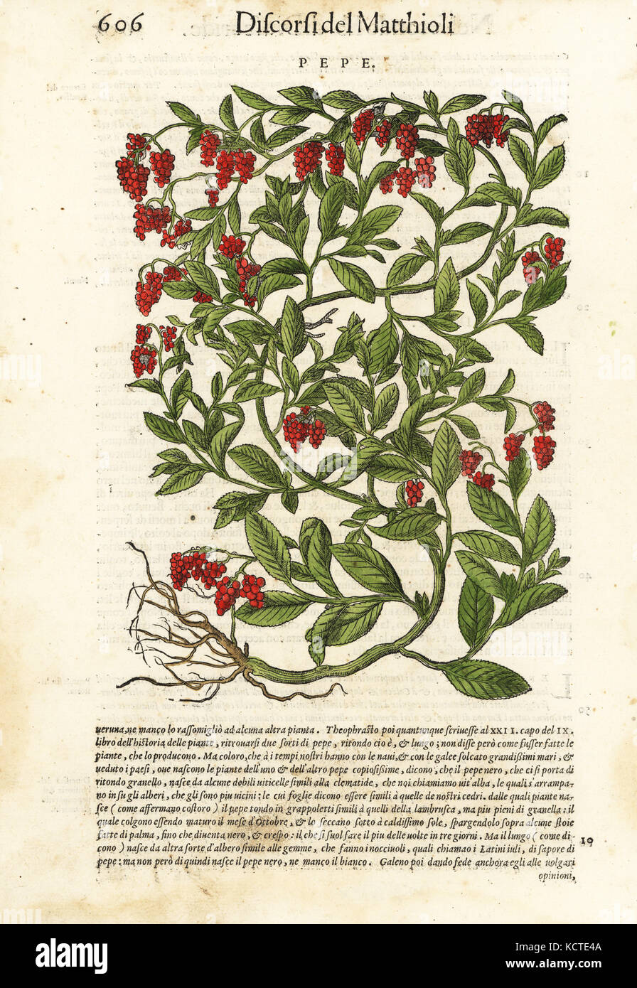 Black pepper, Piper nigrum (Pepe). Handcoloured woodblock print by ...