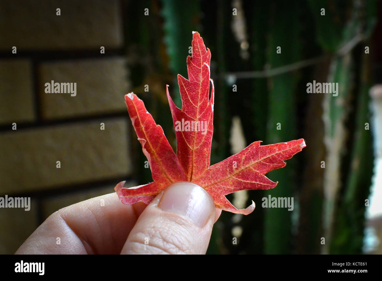 hand holding isolated red maple leaf as symbol of autumn Stock Photo ...