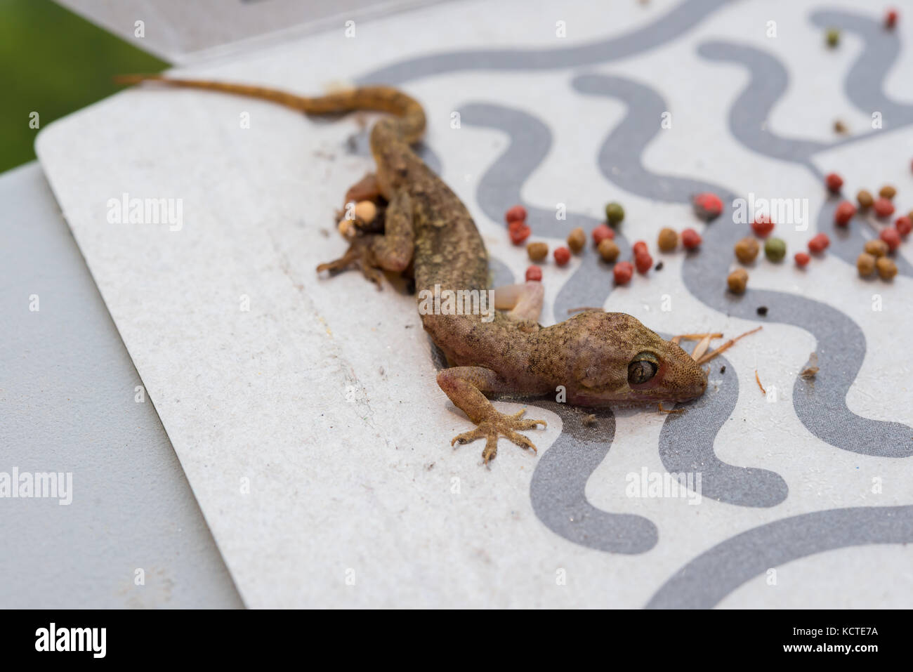 Lizard catcher hi-res stock photography and images - Alamy