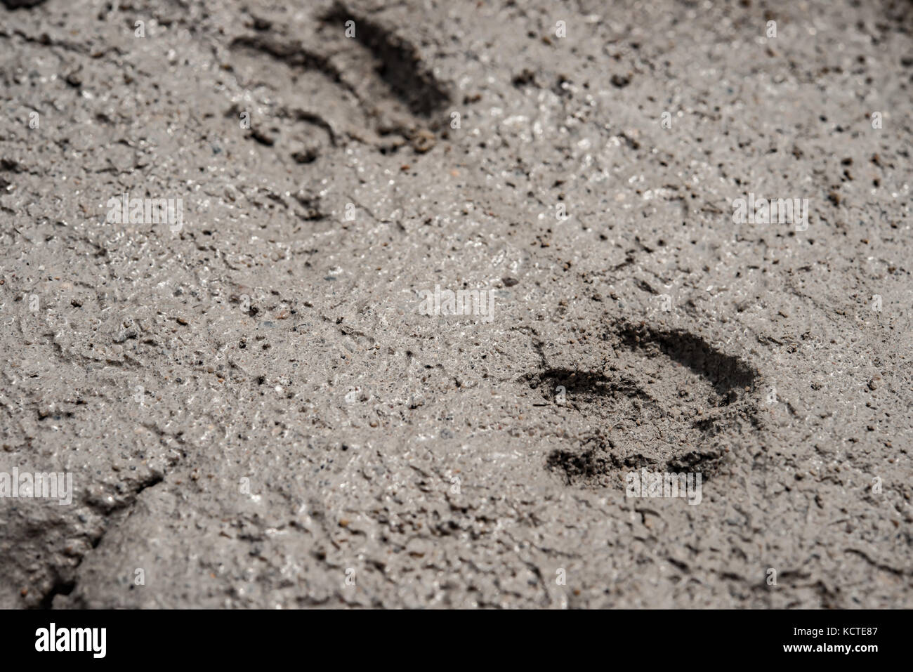 animal footprints on cement Stock Photo - Alamy