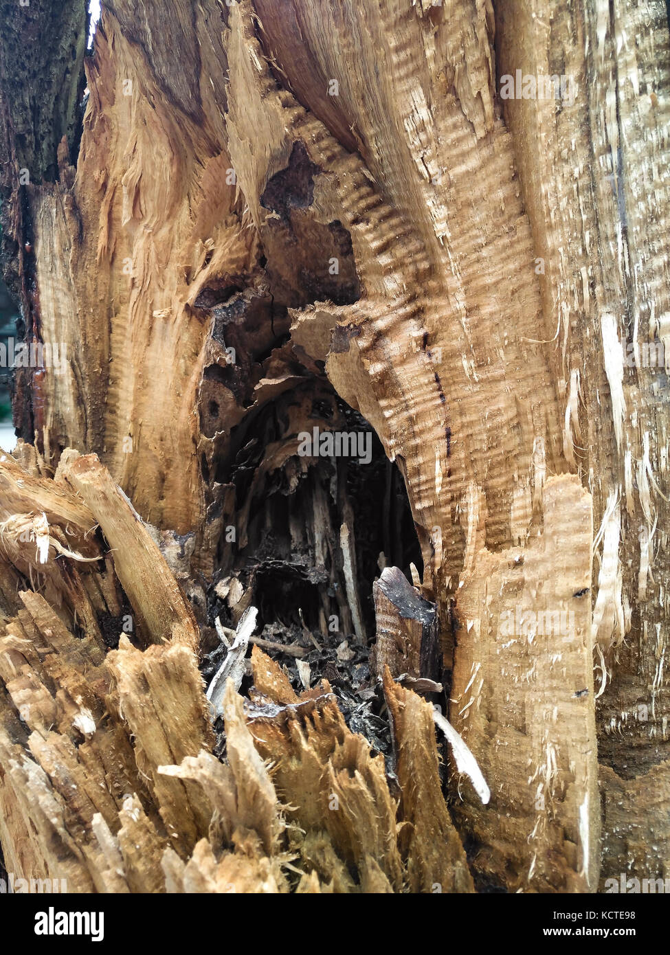 tree with damaged bark close up Stock Photo - Alamy