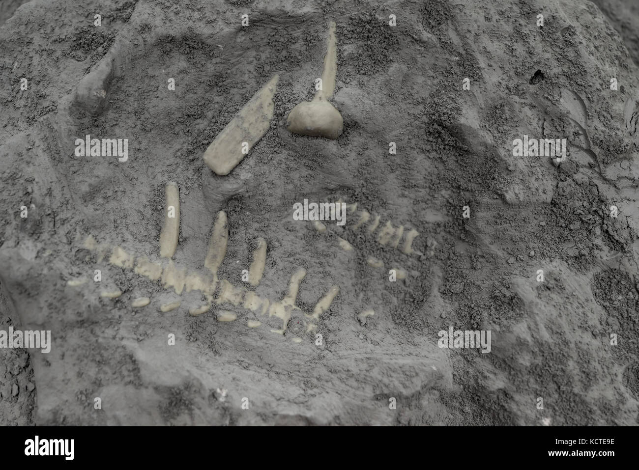 animal bones inside a rock Stock Photo - Alamy