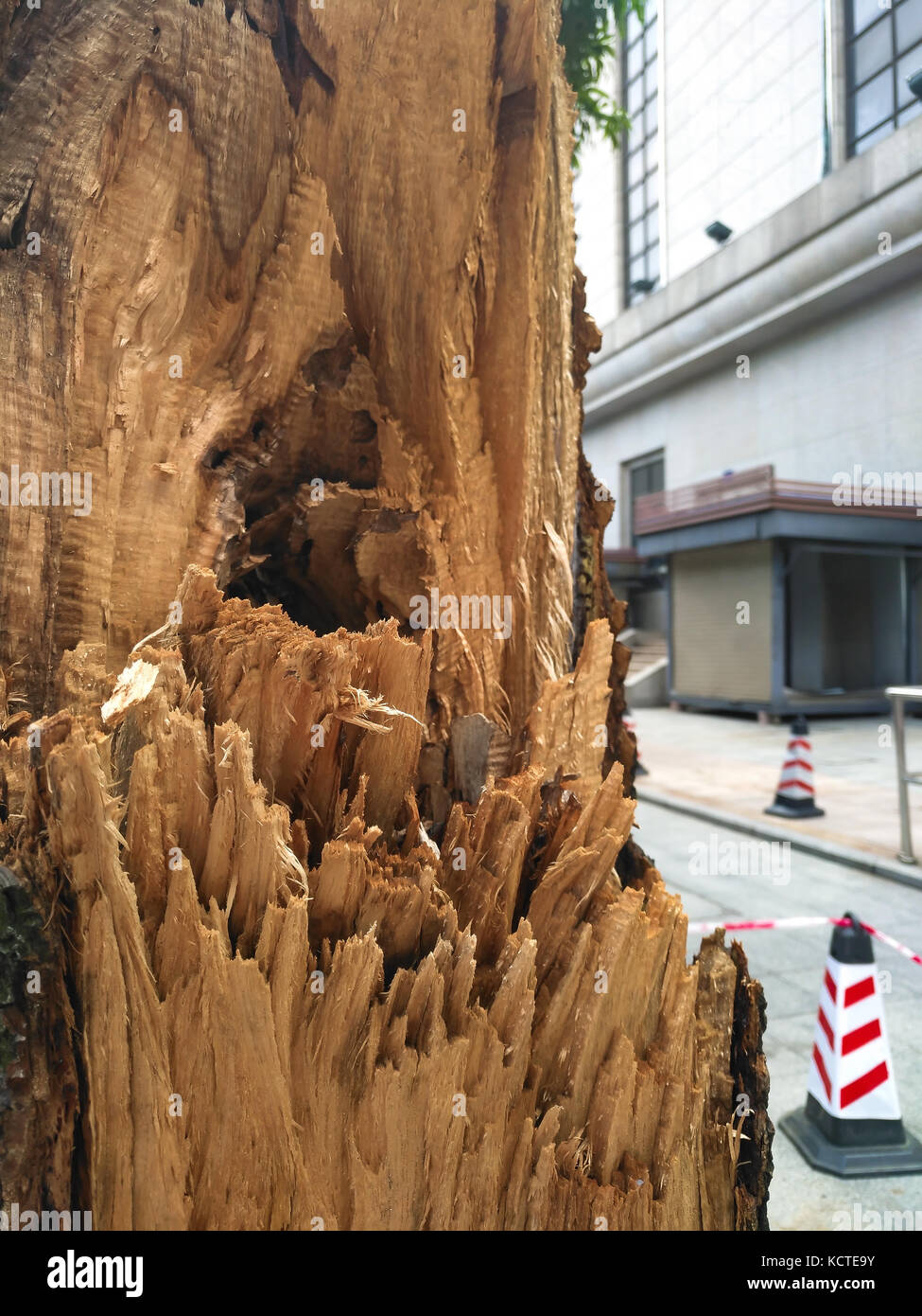 tree with damaged bark close up Stock Photo - Alamy