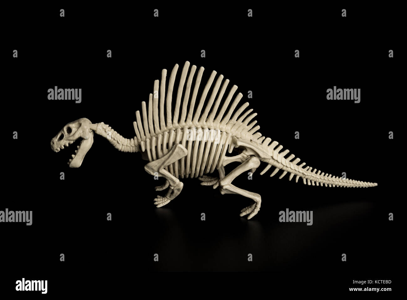 side view spinosaurus skeleton on a black background Stock Photo - Alamy