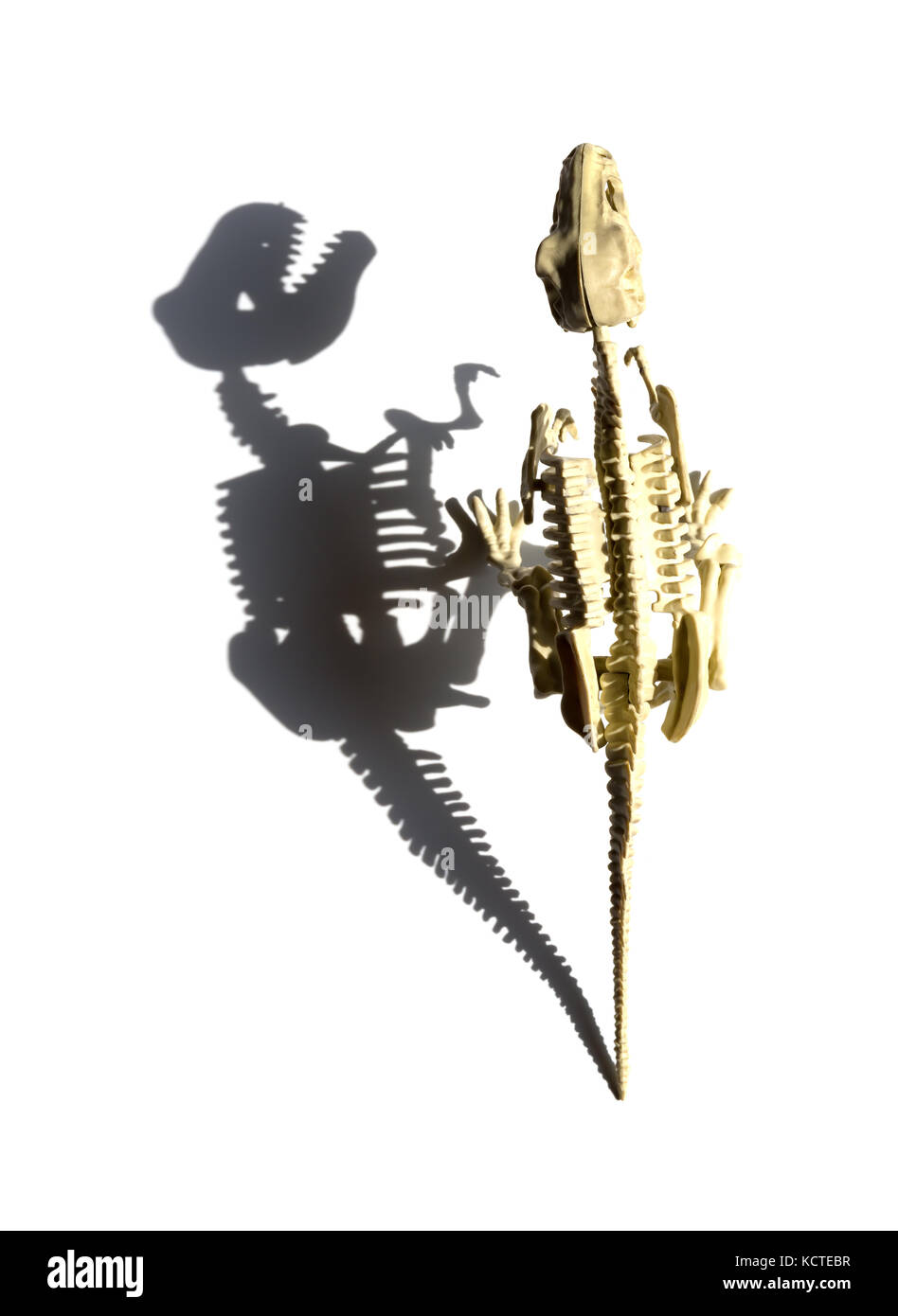 top view tyrannosaurus skeleton with shadow on a white background Stock ...