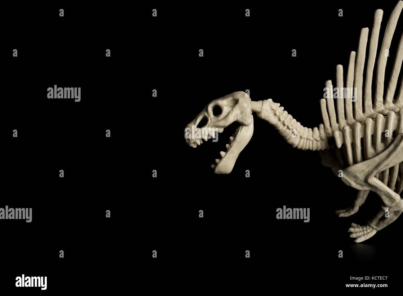 Spinosaurus fossil hi-res stock photography and images - Alamy