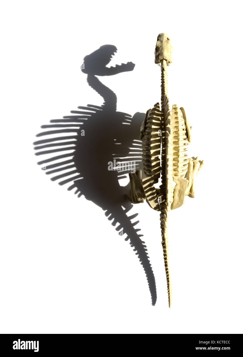 top view spinosaurus skeleton with shadow on a white background Stock ...