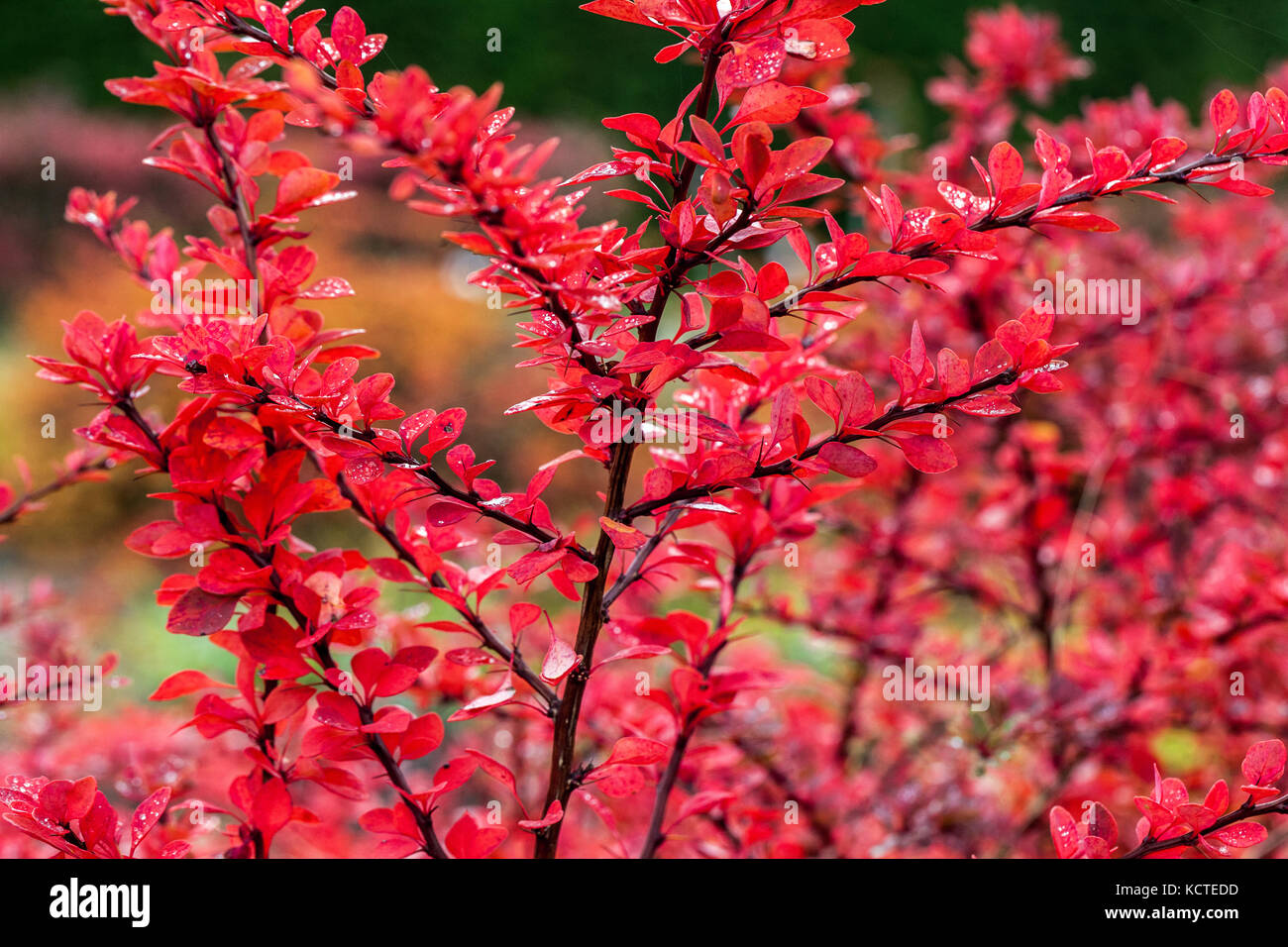 Berberis thunbergii ‘harlequin’ hi-res stock photography and images - Alamy