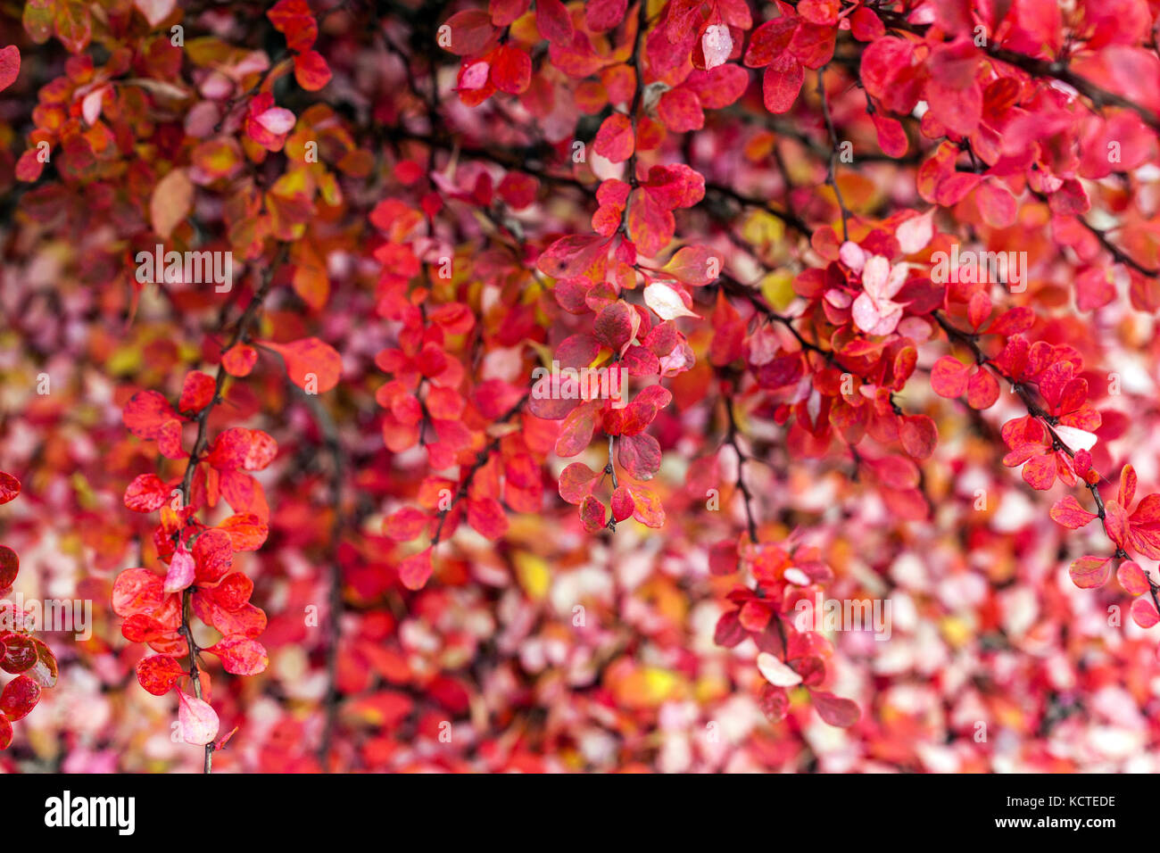 Berberis thunbergii "Harlequin ", red autumn colors Stock Photo - Alamy