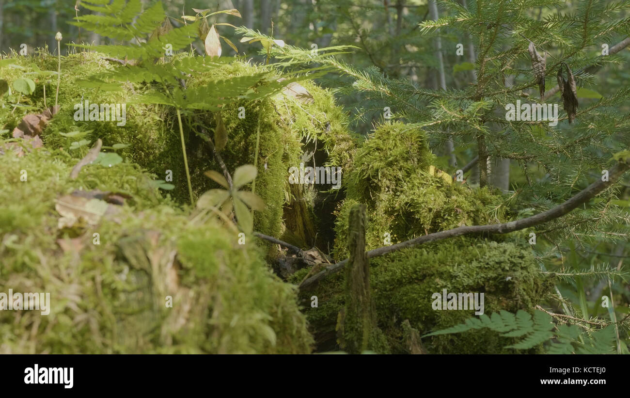 Old tree stump covered with moss in the coniferous forest, beautiful ...