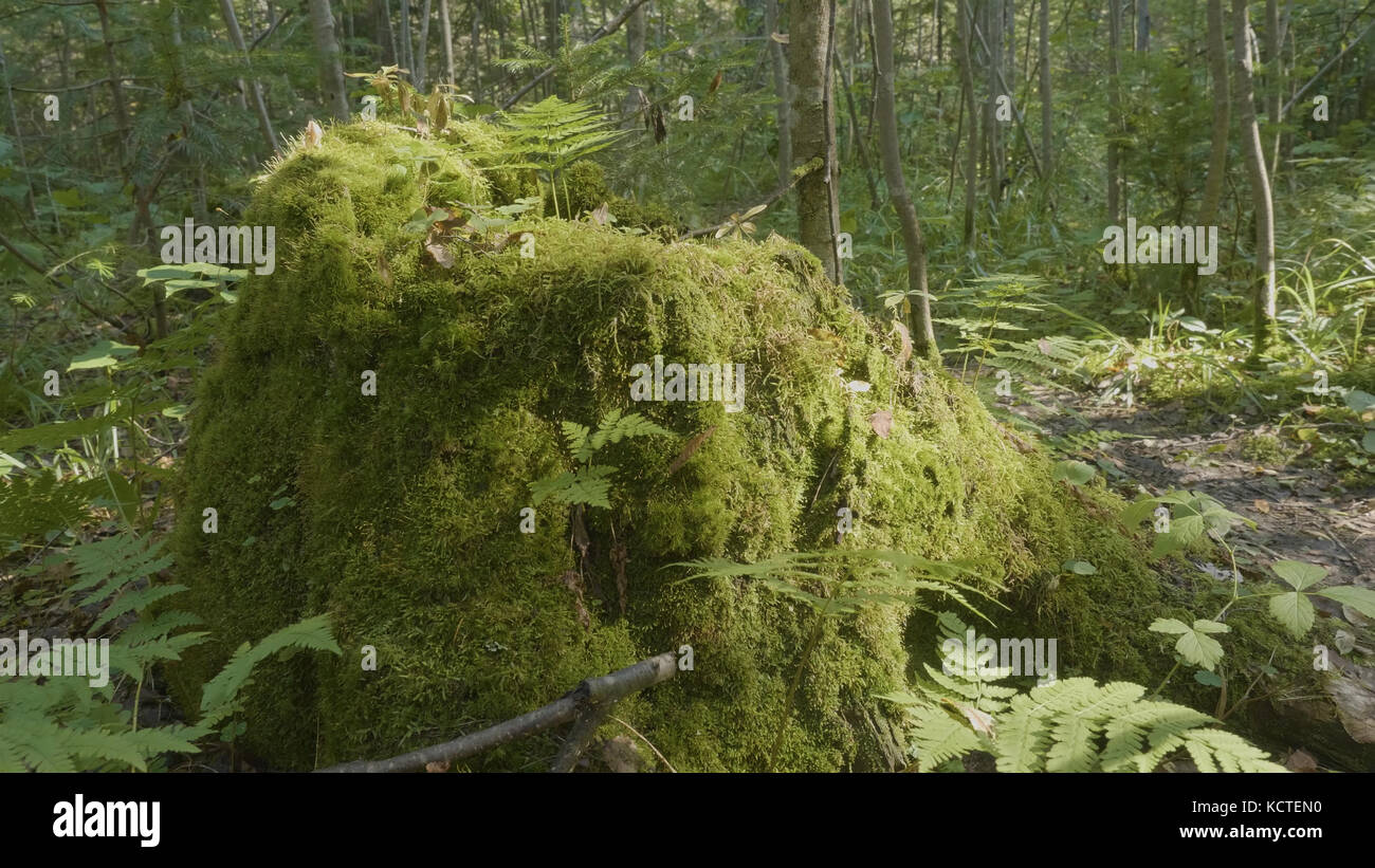 Old tree stump covered with moss in the coniferous forest, beautiful ...