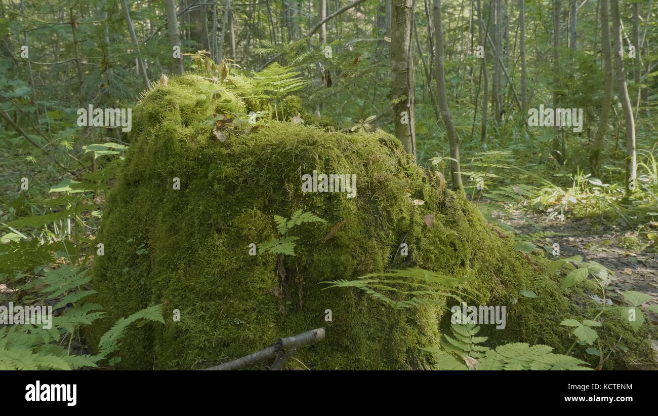 Old tree stump covered with moss in the coniferous forest, beautiful ...