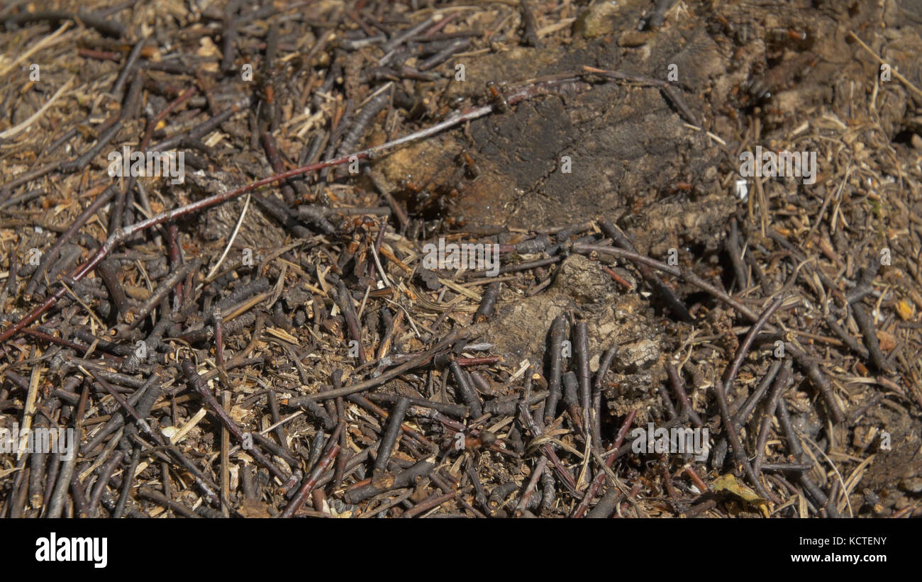 Close up view of ants on stone, Carpenter ant, Camponotus herculeanus ...