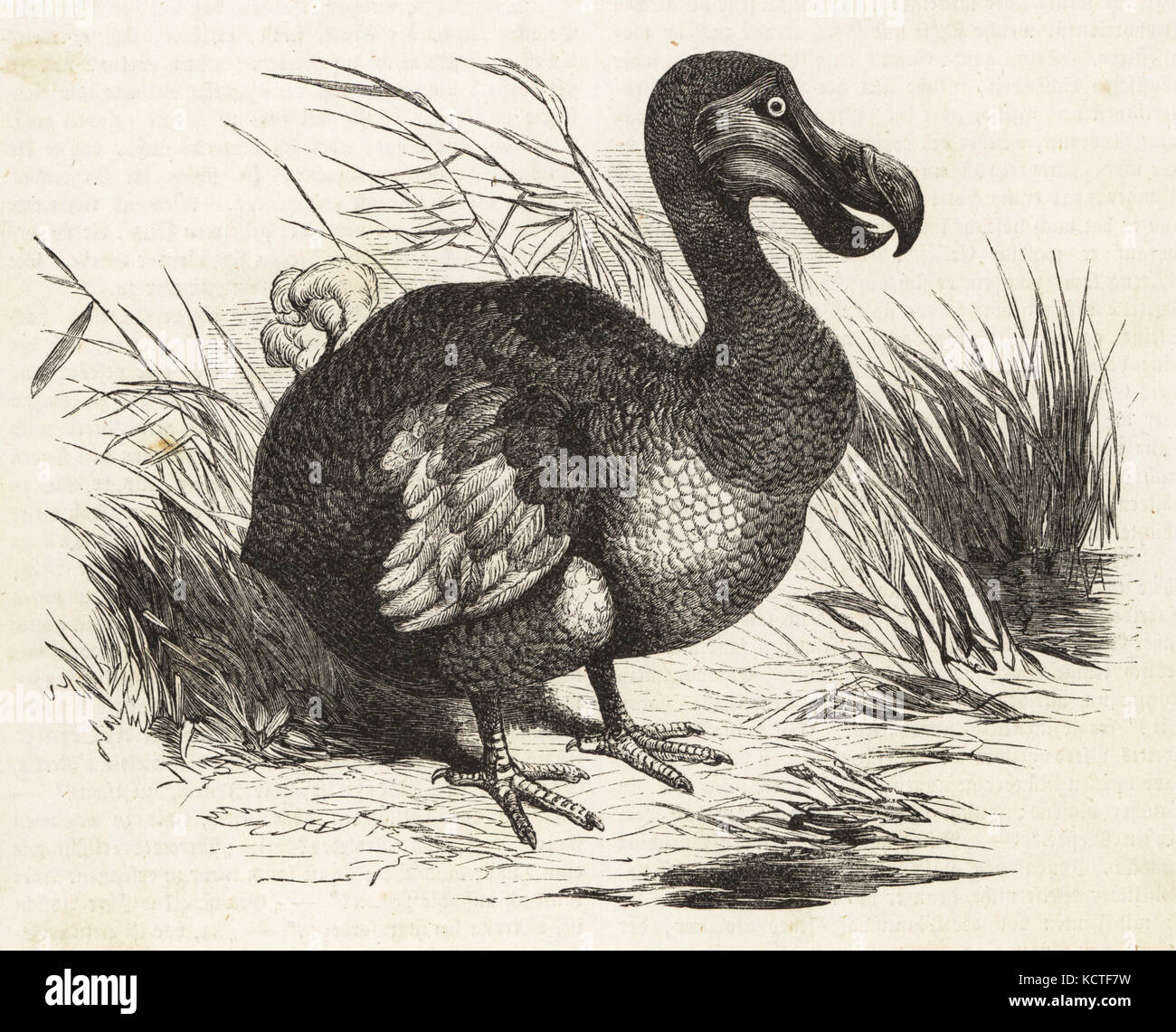 Extinct flightless bird, the Dodo, Raphus cucullatus. Woodblock ...