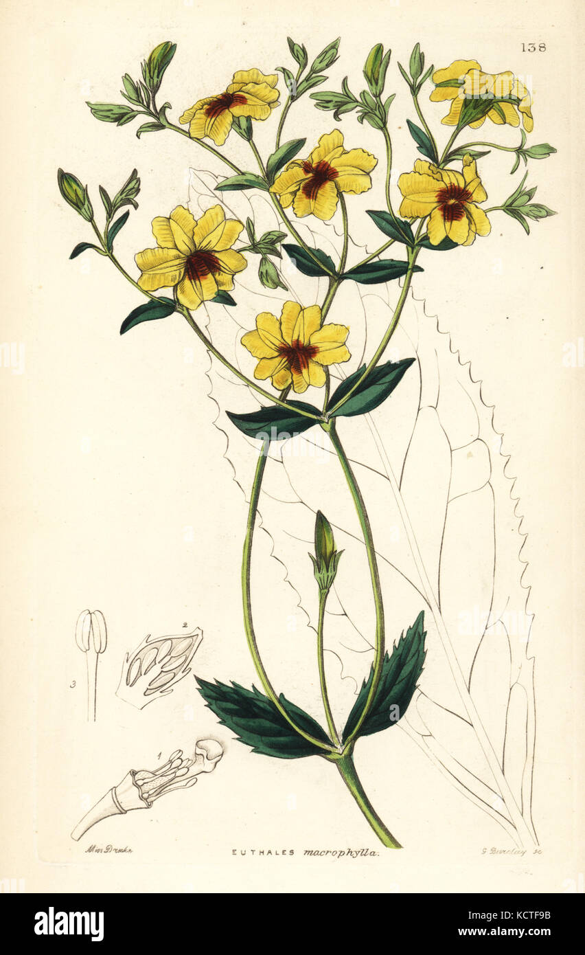 Velleia macrophylla (Broad-leaved euthales, Euthales macrophylla ...