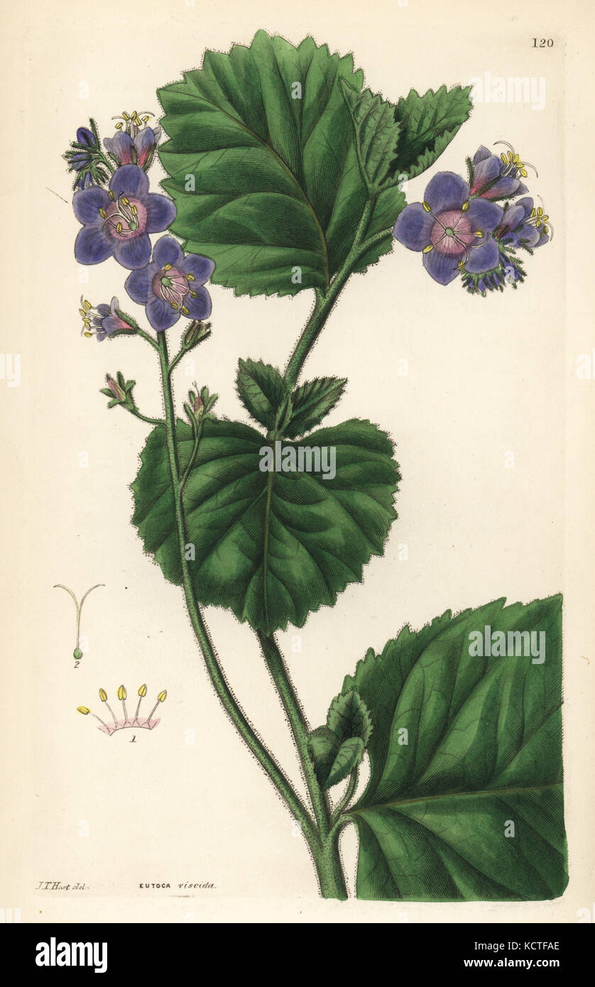 Phacelia viscida hi-res stock photography and images - Alamy