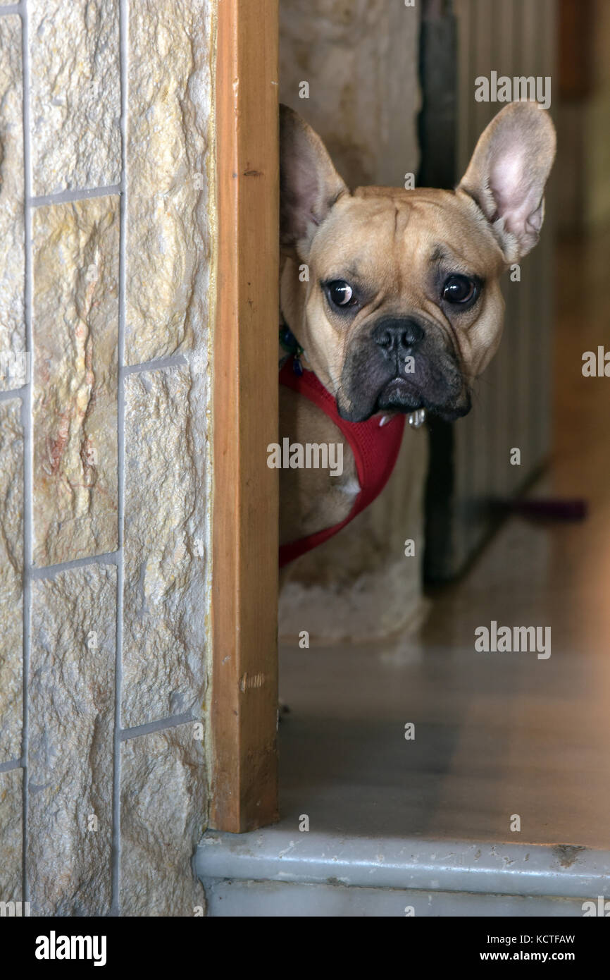 A French bulldog looking around the edge of a door with ears sticking ...