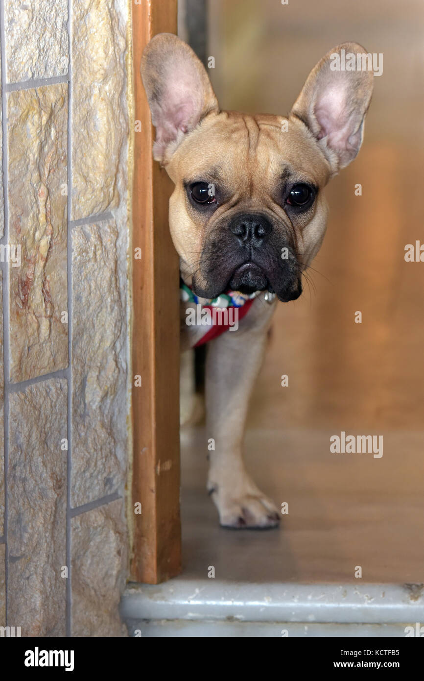 Peeping around door hi-res stock photography and images - Alamy