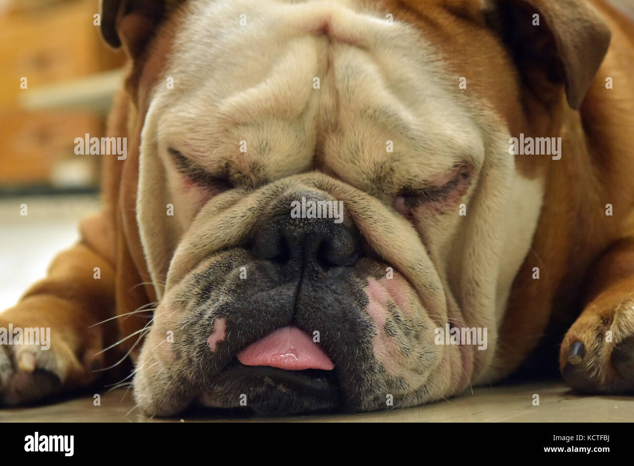 a british bulldog lying on the floor relaxed and contented Stock Photo ...