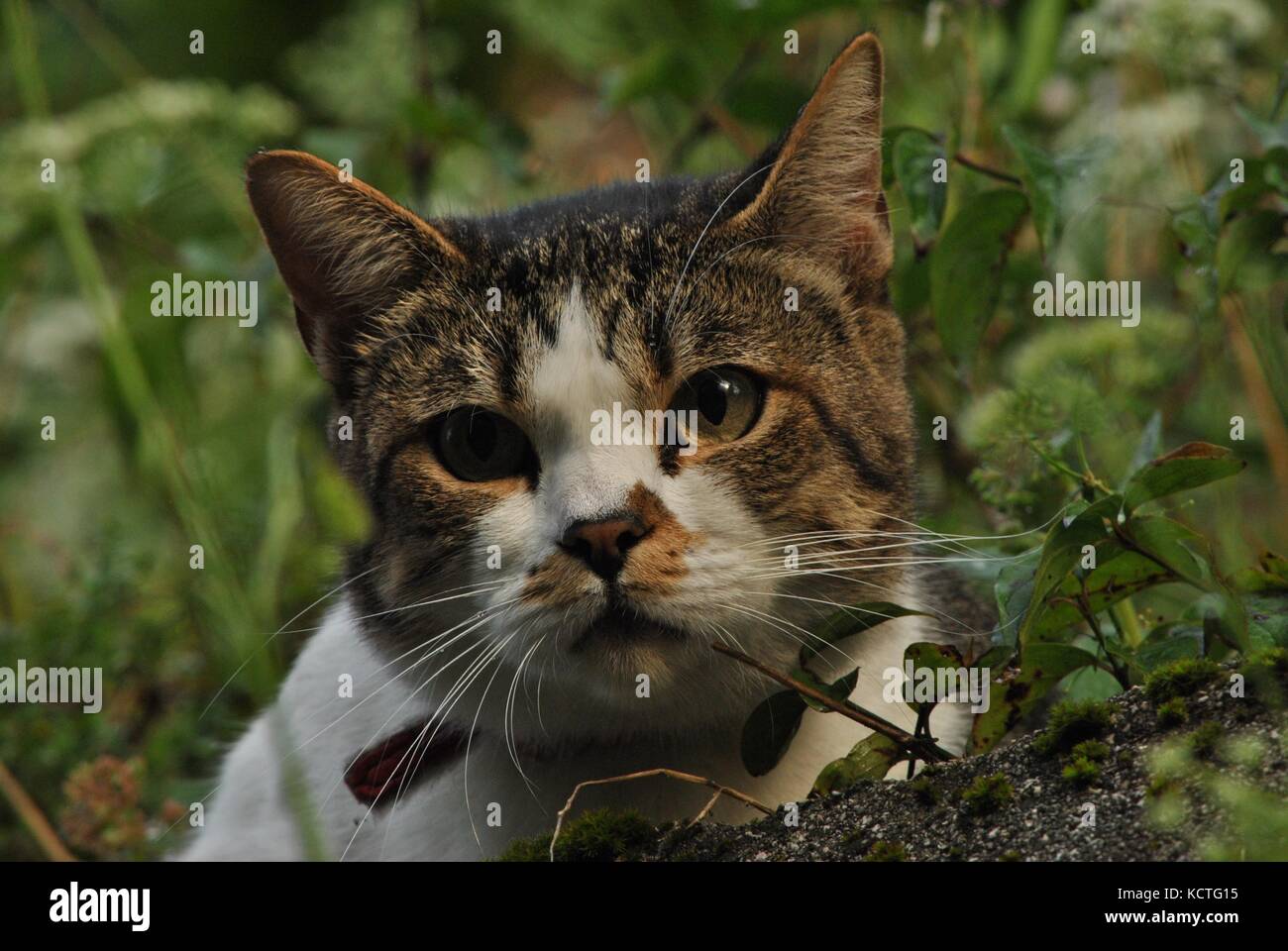The watcher cat hi-res stock photography and images - Alamy